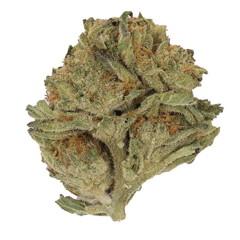 Girl Scout Cookies THCa Flower 3.5g - 1oz | Nashville TN | Shop Online ...